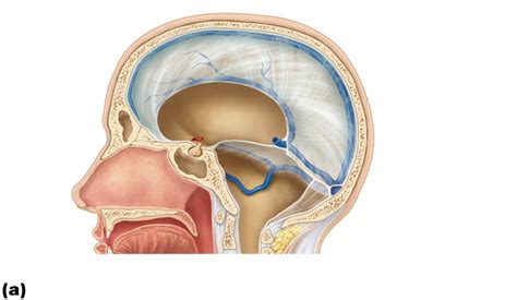 Midsagittal View Diagram Quizlet