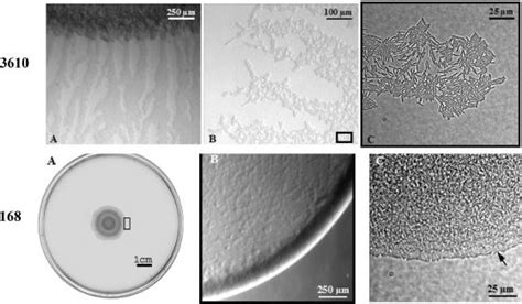 Comparative Analysis Of The Development Of Swarming Communities Of Bacillus Subtilis 168 And A