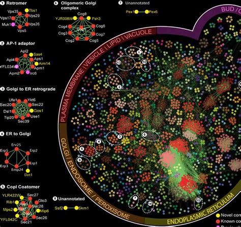 Proteomics Services Including Protein Identification Protein Quantification Protein