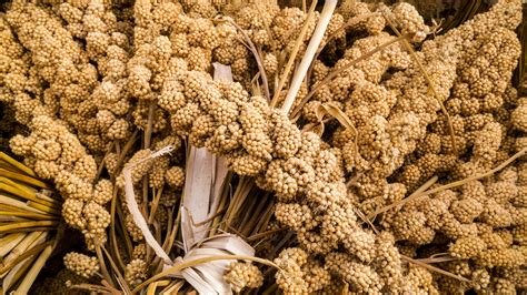 Millet How A Trendy Ancient Grain Turned Nomads Into Farmers The