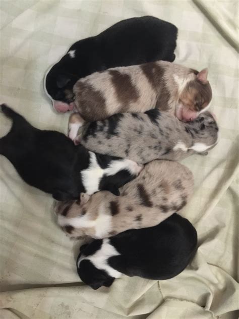 Puppies Pics Of Previous Pups Whispering Rose Mini Australian Shepherds