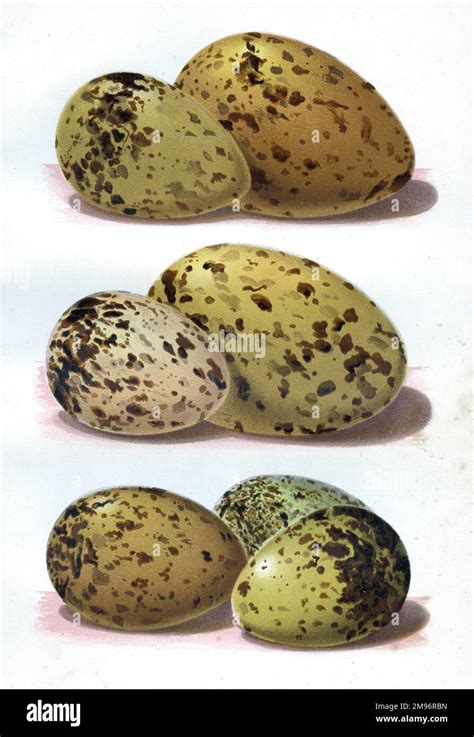 The Eggs Of British Birds Assorted Eggs Of Different Colours And