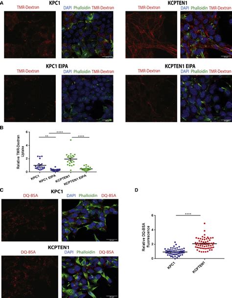 Macropinocytosis Renders A Subset Of Pancreatic Tumor Cells Resistant To Mtor Inhibition Pmc