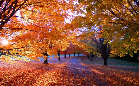 Wallpaper 3000x1875 Px Fall Grass Landscape Leaves Morning