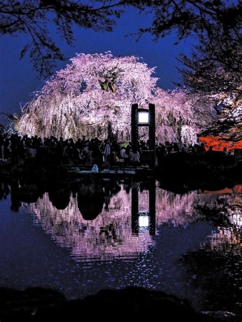 京都2023 円山公園 桜 京都 絶景 風景