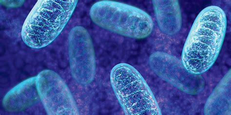 Mitochondrial Theory Setting The Mitochondrial Thermostat