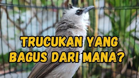 BURUNG TRUCUKAN YANG BAGUS BERASAL DARI DAERAH INI YouTube