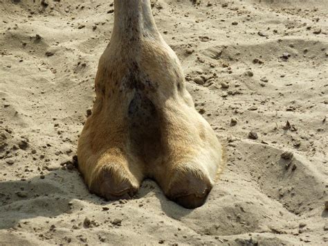 Happy Birthday Imgur Heres Some Camel Toe To Celebrate My 14th
