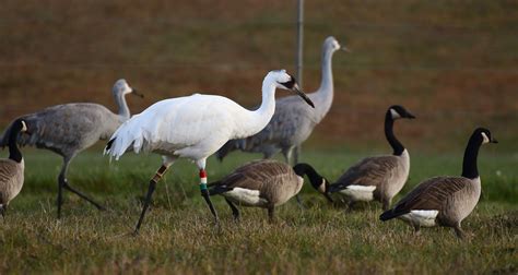 Whooping Crane Eastern Population Update February 2025
