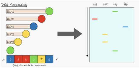 Manipulating Genomes Flashcards Quizlet Manipulating Genomes Flashcards Quizlet