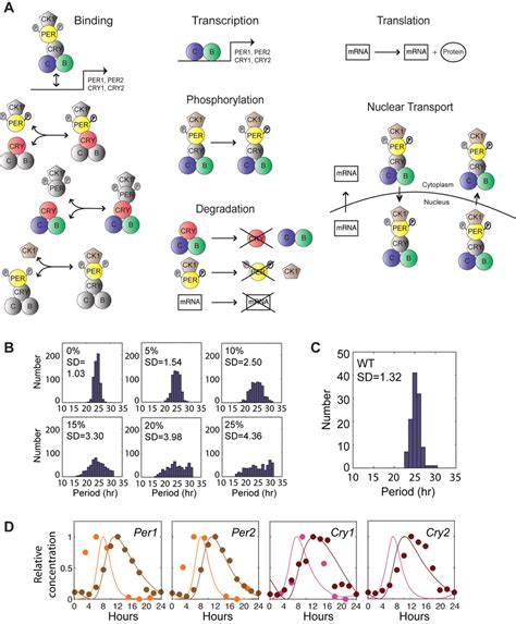 Illustration Of The Elements Of The Stochastic Model Of The Cellular Download Scientific