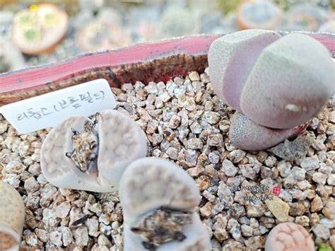 리톱스 꽃이 피었어요 리톱스 키우기씨앗파종 리톱스종류 네이버 블로그