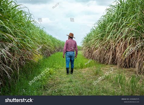 Sugarcane Field