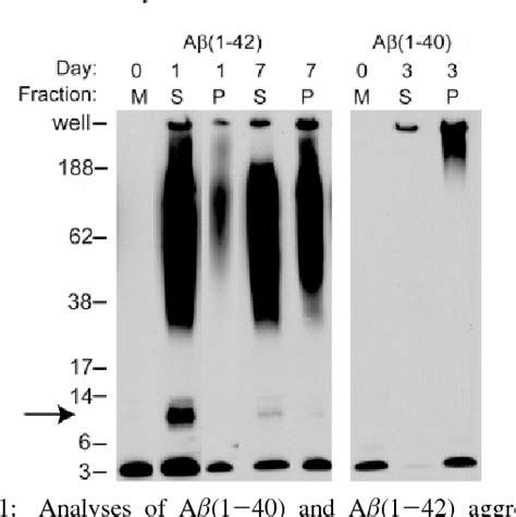 Figure 1 From Amyloid Beta 1 42 Rapidly Forms Protofibrils And