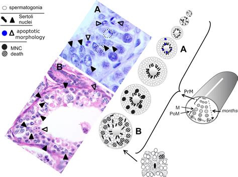 Schematic Illustration Of The Topographical Arrangement Of Successive
