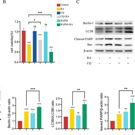 Ra Mediated Autophagy Promoted Apoptosis In A549 Cells A Western Blot