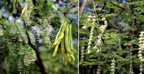 Mesquite Trees Types Leaves Flowers Bark Identification Pictures