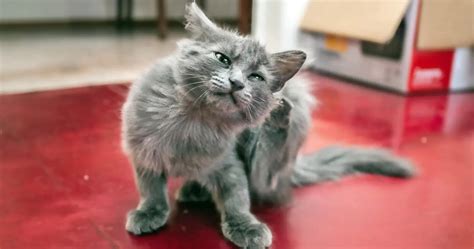 Ringworm In Kittens What Is It And How Is It Treated