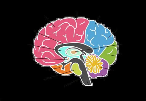 Top Largest Organs In The Human Body World S Top Insider