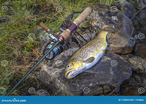 Fishing Caught Brown Trout Fish And Spinning Tackle On River Stone