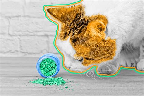 Catnip Actually Repels Mosquitos From Cats Interesting Facts