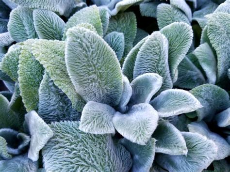 Lamb`s Ear An Ornamental Plant Stock Image Image Of Foliage Natural