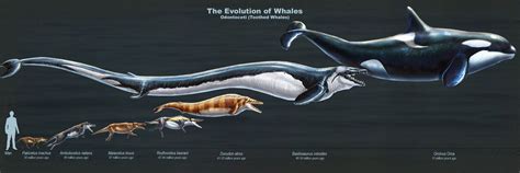 The Evolution Of Toothed Whales Restored By Thedragonofdoom Whale