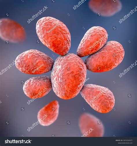 Fungi Paracoccidioides Brasiliensis Dimorphic Fungus That Stock