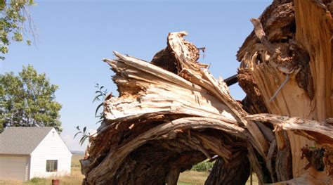 Cleaning Up Storm Damaged Trees Tree Care Tips