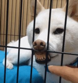形容自己愚蠢的图片 形容自己笨的图片 形容自己很倒霉的图片 大山谷图库