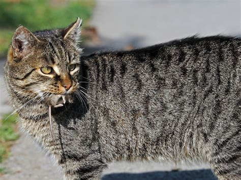 Prey Detection Bbox And Polygon Mixed Object Detection Dataset And Pre Trained Model By Workspace