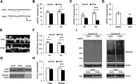 A Induced Synaptic Alterations Coincide With Enhanced Ampar