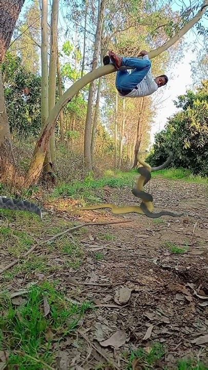 Anaconda Chasing A Boy In Real Life 😱😲anaconda Viralvideo Python
