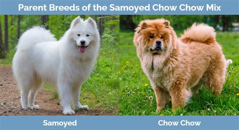 Samoyed Sheltie Mix