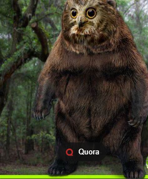 I Regret Looking Up Owl Bear What Is This Thing Fandom