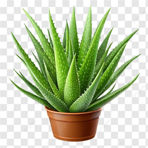 알로에 베라 투명 배경에 고립 노회 베라 외딴 Png 일러스트 및 이미지 에 대한 무료 다운로드 Pngtree