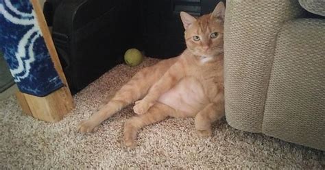 My Sexy Chonker Imgur