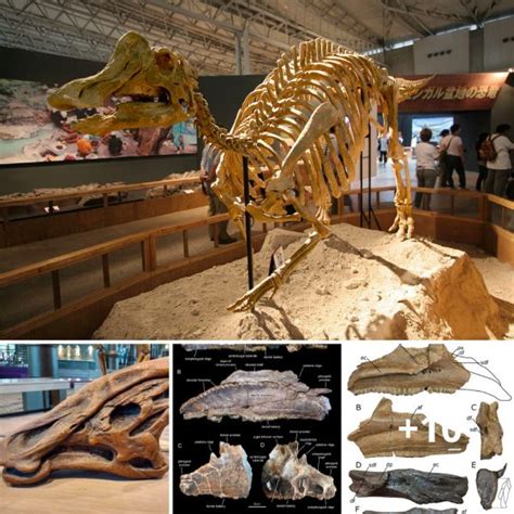 Diving Into The Past Blasisaurus Fossil Excavation Unearths Clues To
