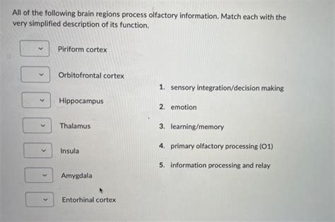 Solved All Of The Following Brain Regions Process Olfactory