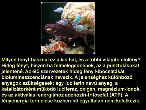A teremtés csodái Élő fényforrások ppt letölteni