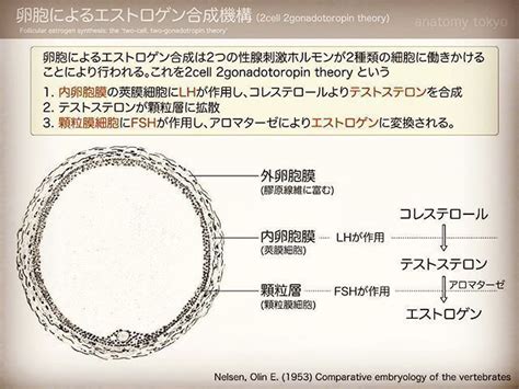 卵胞から が分泌される⠀ ⠀ 解答 エストロゲン⠀ 卵胞からはエストロゲン 卵胞ホルモン が分泌されます。⠀ ⠀ 【一問一答