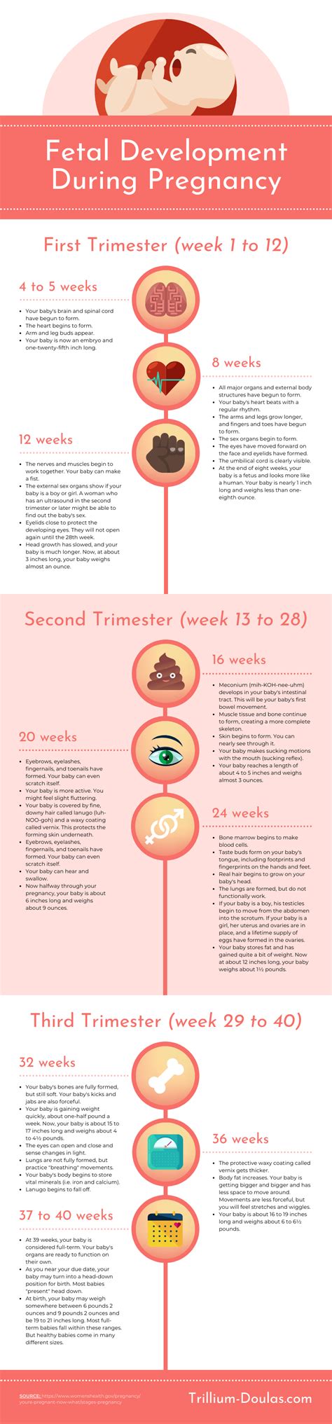 Pregnancy Development Timeline