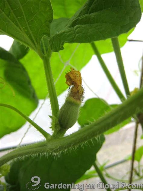 Garden Journal Hanging Melons In Greenhouse Gardening On Cloud 9