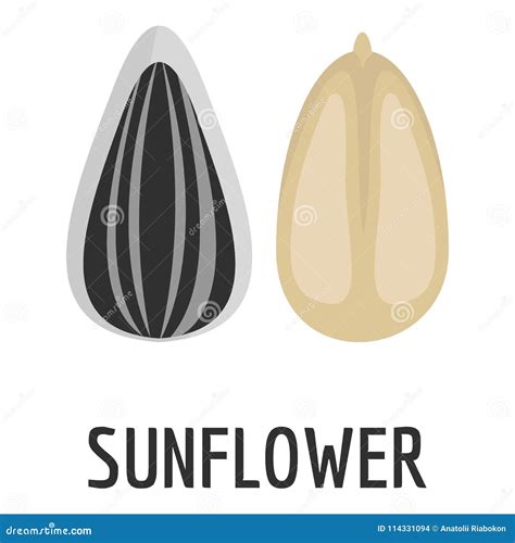 Sunflower Seed And Flower Vector Drawing Set Hand Drawn Isolated