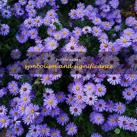 Purple Asters Symbolism And Significance Shuncy