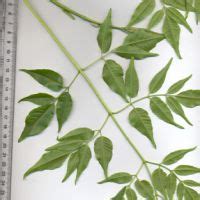 Bipinnate Virtual Herbarium