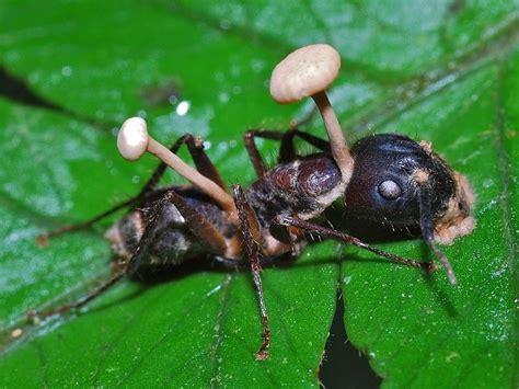 Mind Control Parasites Pathogens That Can Control The Behavior… By Precambrian Tales New