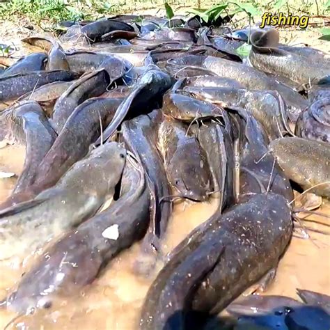 Amazing Fishing Village Catching Fish In The Fields In The Dry Season