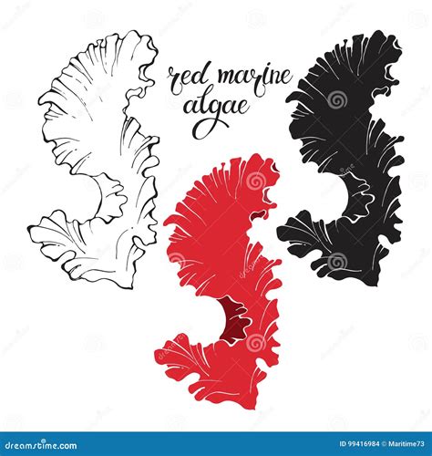 Red Marine Algae Vector Illustration On White Background Isolated