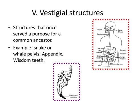 Evidence For Evolution Ppt Download